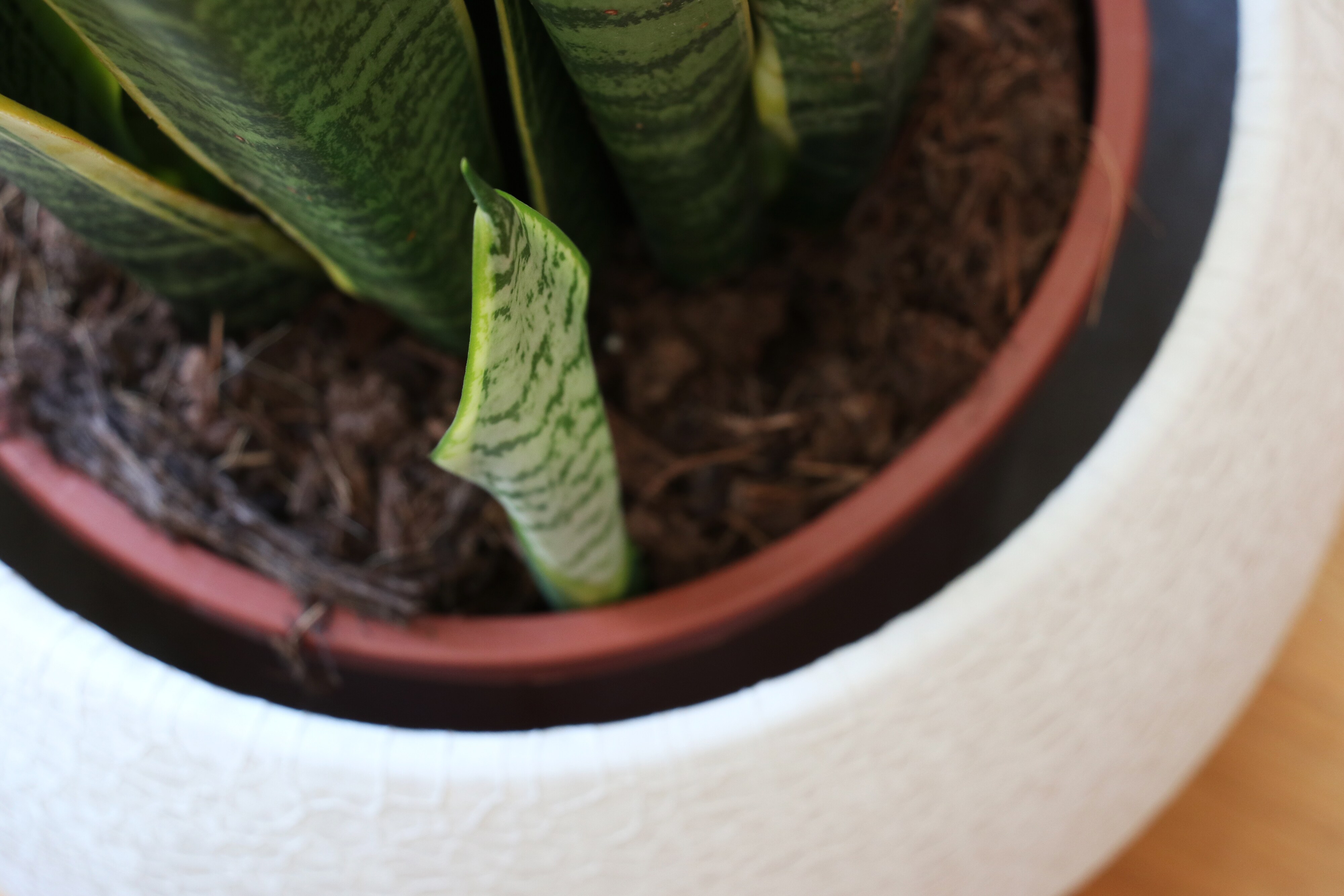 My plants don’t care about me - Galaxus