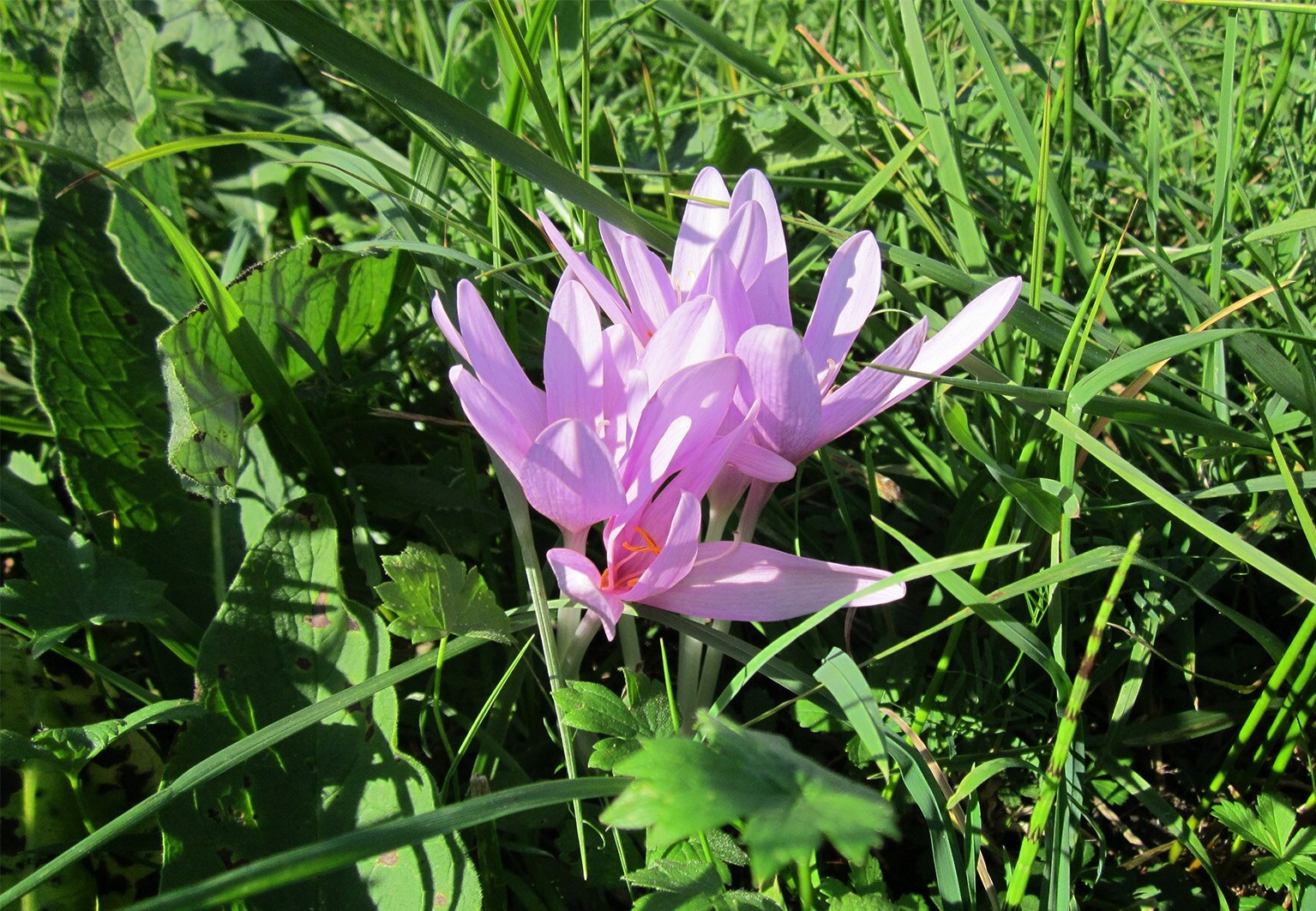 Un sosie de l'ail des ours empoisonne le pesto - Galaxus