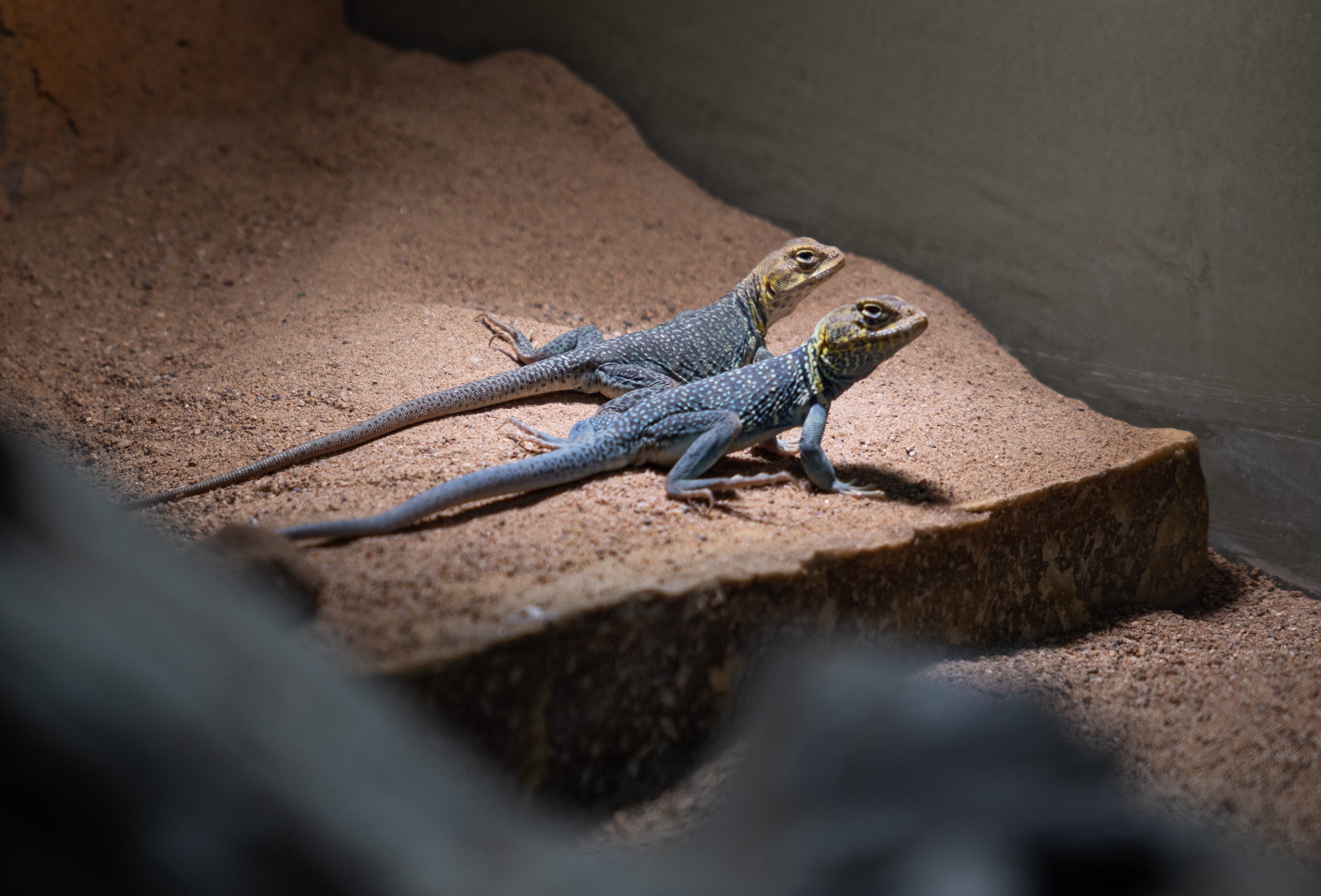 Love is in the terrarium: lizards are clever - Galaxus