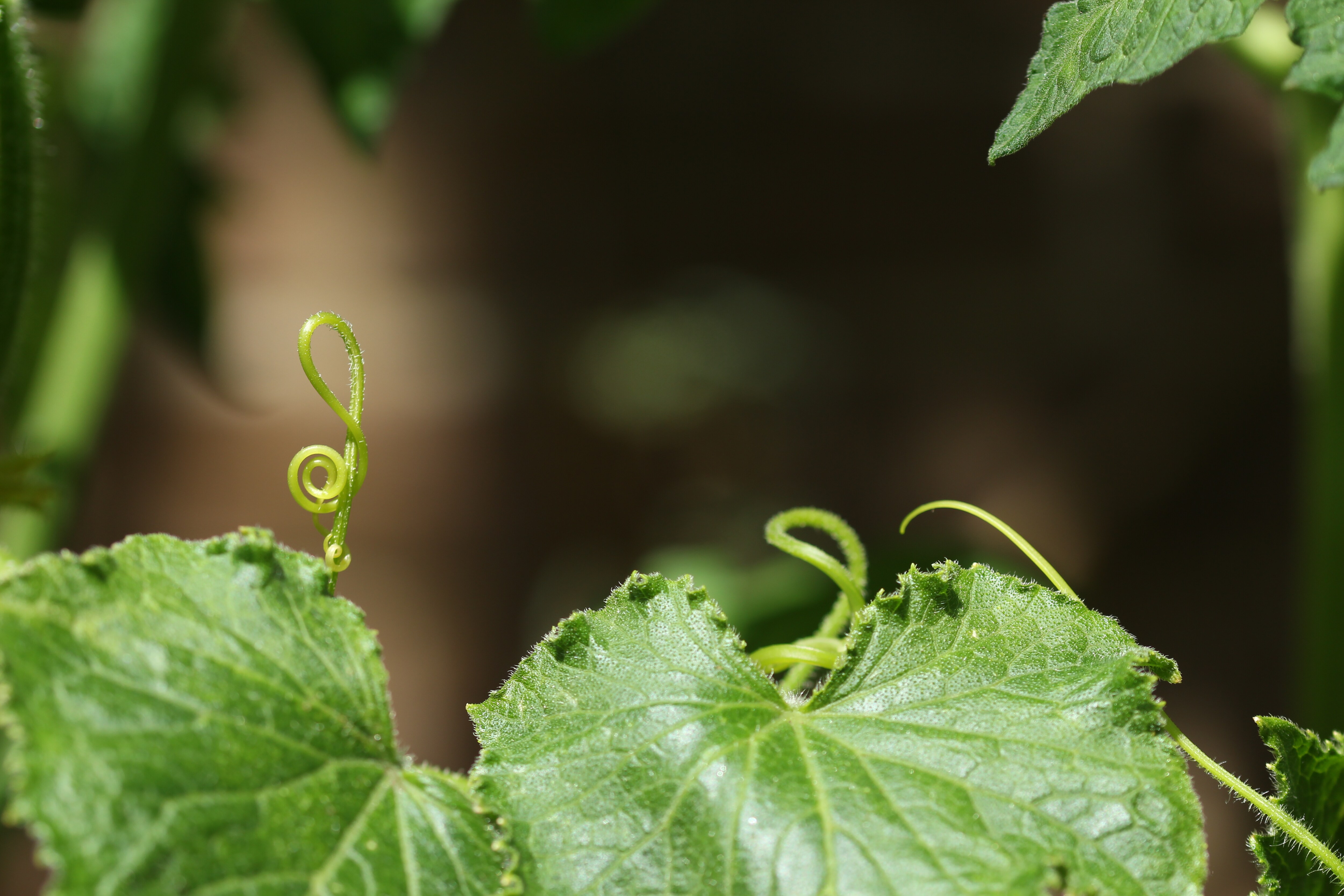 Do your plants like metal? - Galaxus
