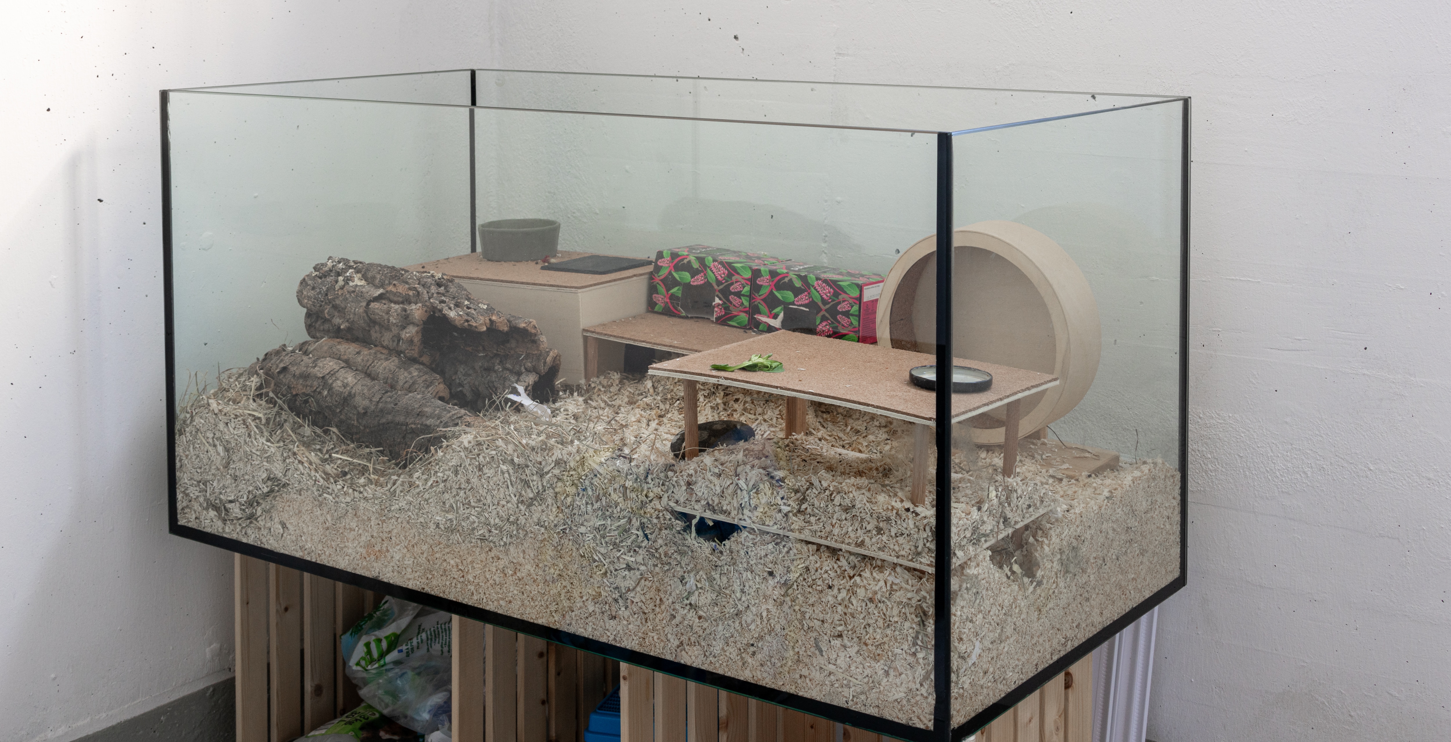 Here speaks a contented Djungarian dwarf hamster - Galaxus