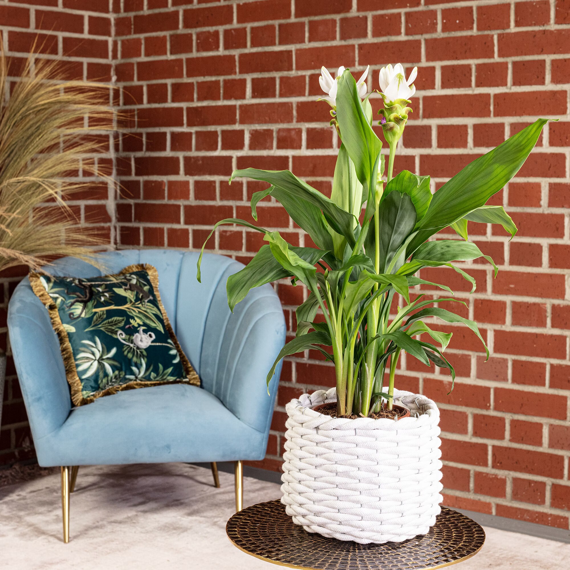 Flowerbox Kurkuma weiß - Curcuma alismatifolia 'Siam Stardust' - Galaxus