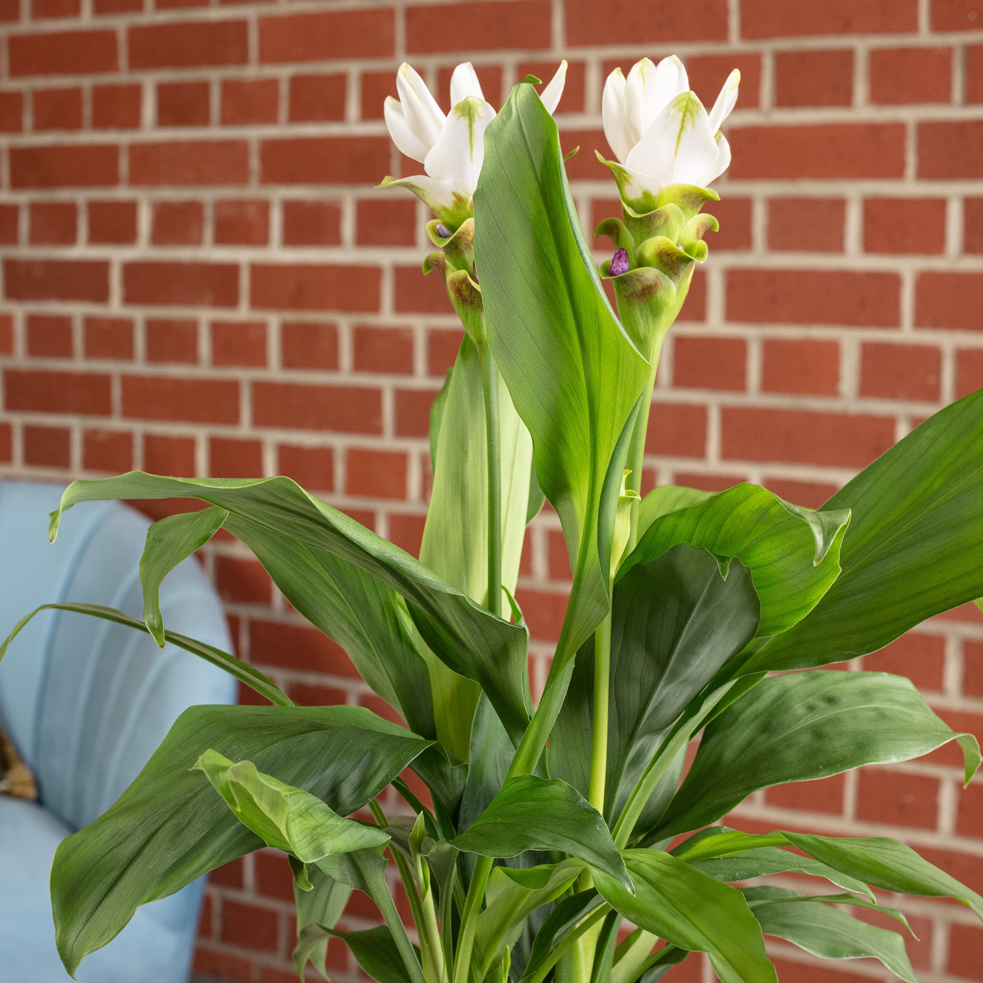 Flowerbox Kurkuma weiß - Curcuma alismatifolia 'Siam Stardust' - Galaxus